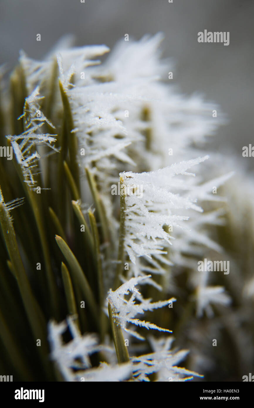 Rime ice forms on trees and rocks in Yellowstone National Park during ...