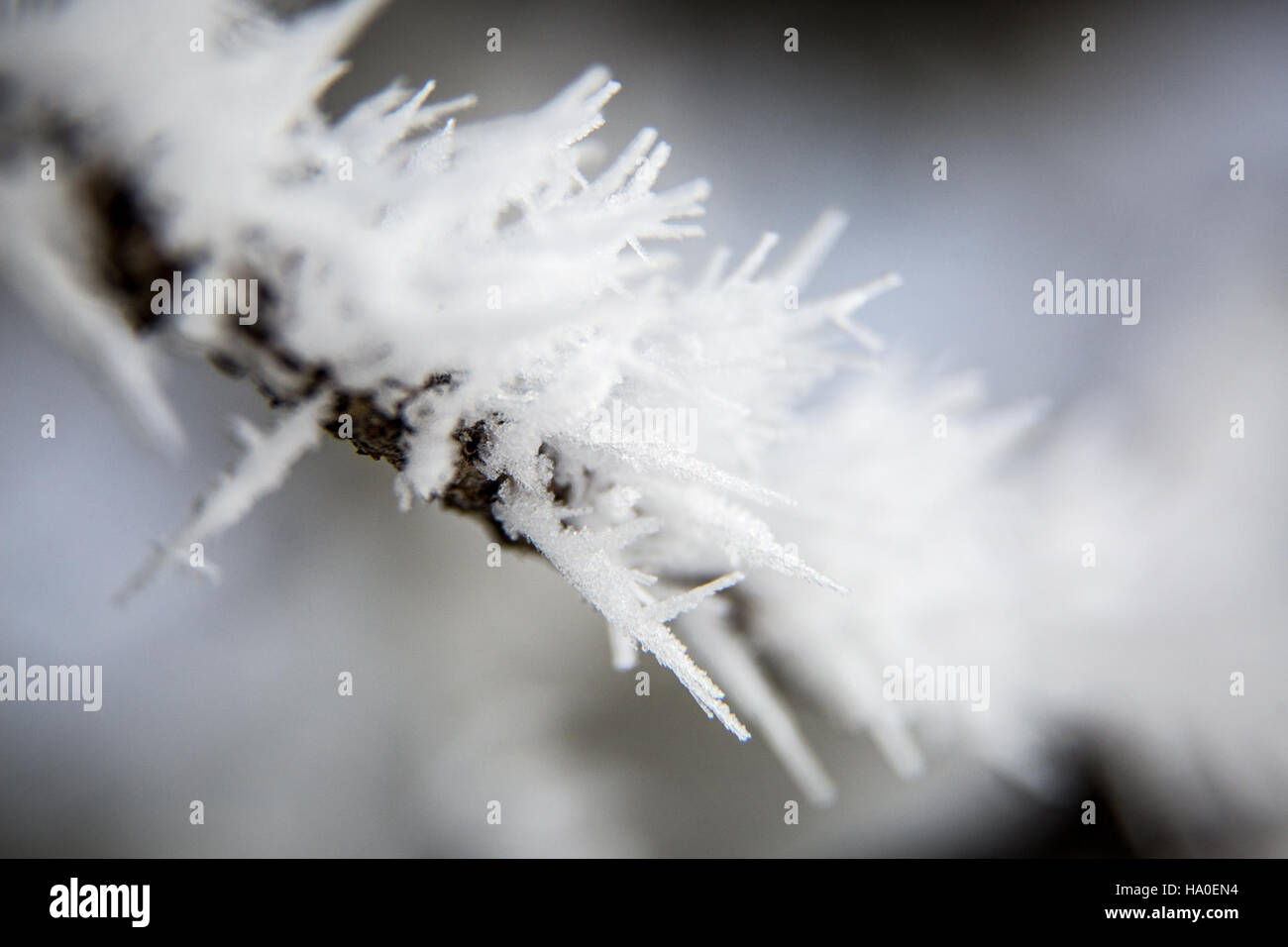 Rime ice formations in Yellowstone National Park create stunning ...