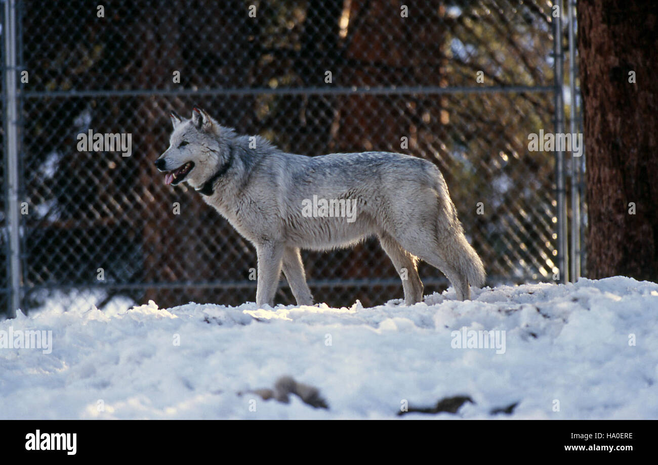 The image depicts the #39 wolf of the Druid pack at Rose Creek in ...