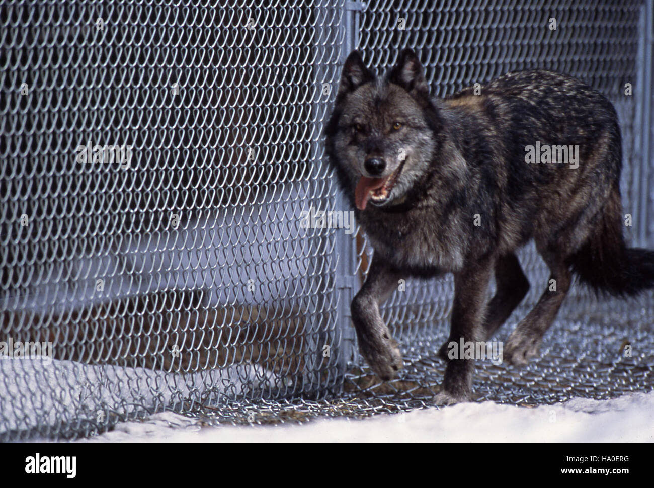 Yellowstonenps wolf hi-res stock photography and images - Alamy