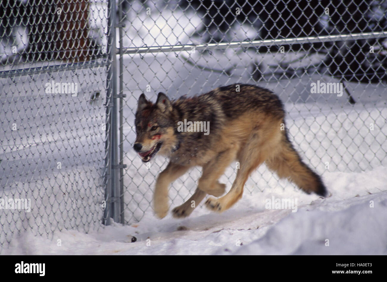 A photo of Wolf #7, located in the Rose Creek pen of Yellowstone ...