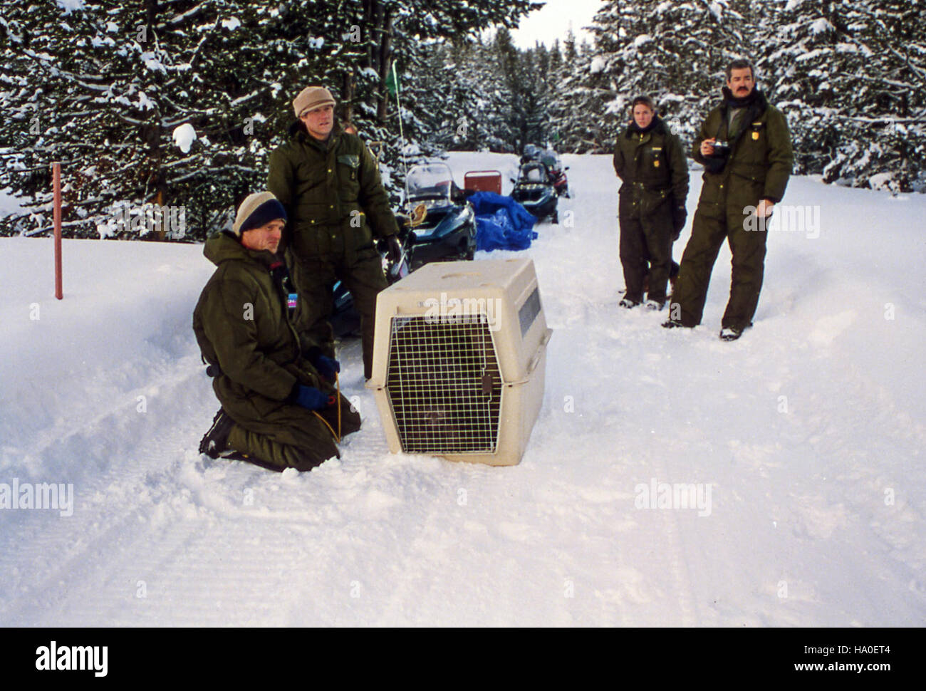 Wildlife experts Doug Smith and Mike Phillips prepare to release a wolf ...
