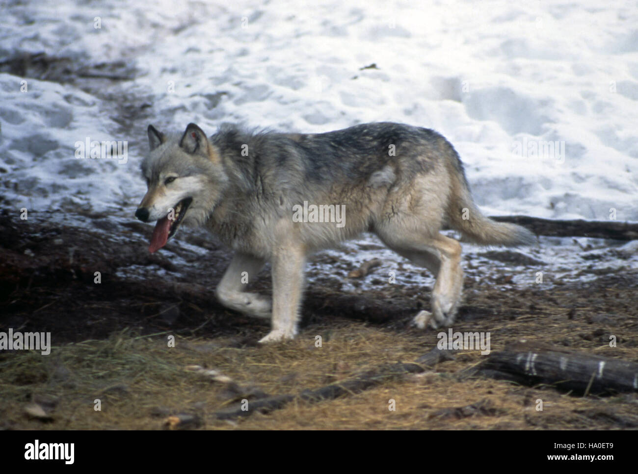 Wolf #10 from Yellowstone National Park in the Rose Creek pen, a part ...