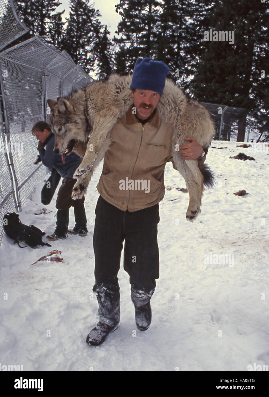 Wolf yellowstone biologist hi-res stock photography and images - Alamy