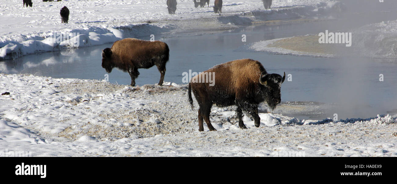 Bison are seen along the Gibbon River in Yellowstone National Park ...