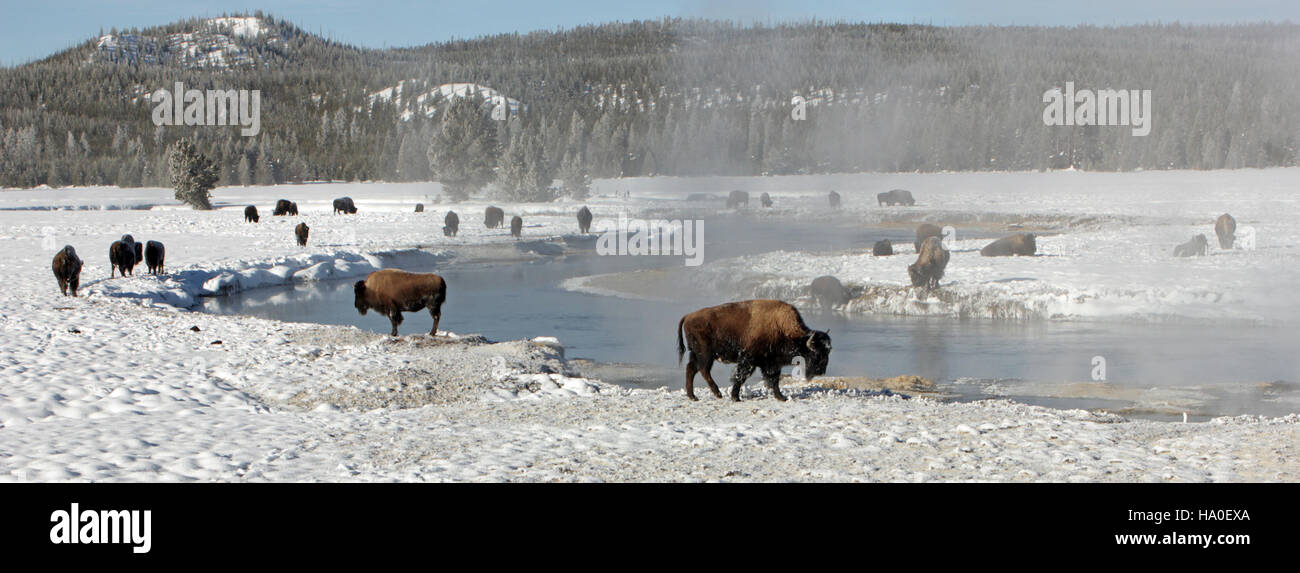 Yellowstone National Park, known for its geothermal features and ...