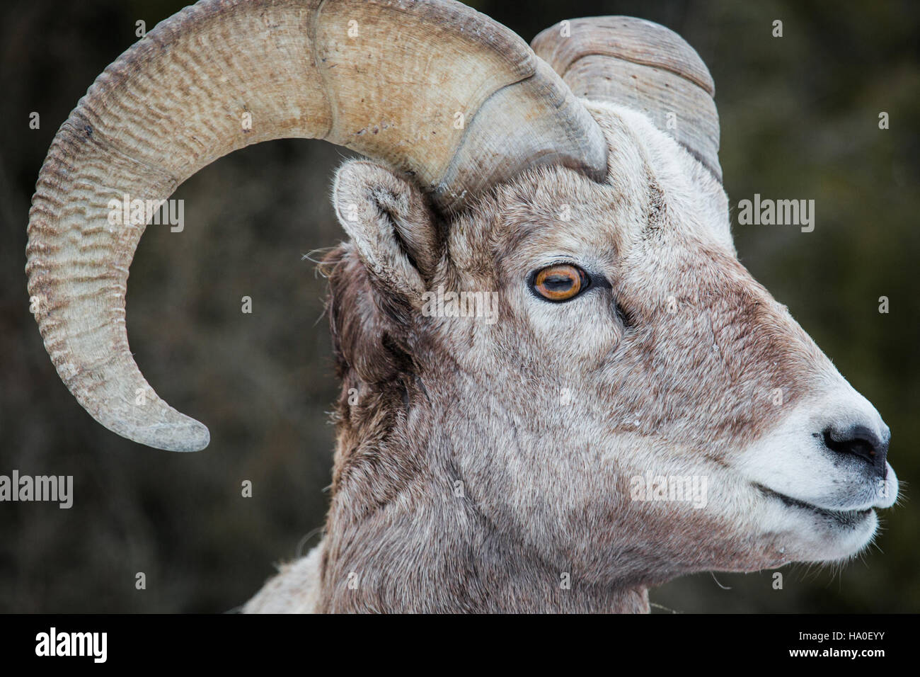 A Bighorn Sheep ram is photographed in Yellowstone National Park. This ...