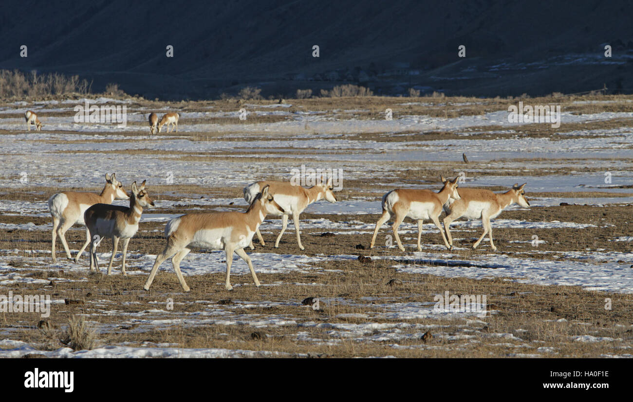 Pronghorns, native to Yellowstone National Park, are known for their ...