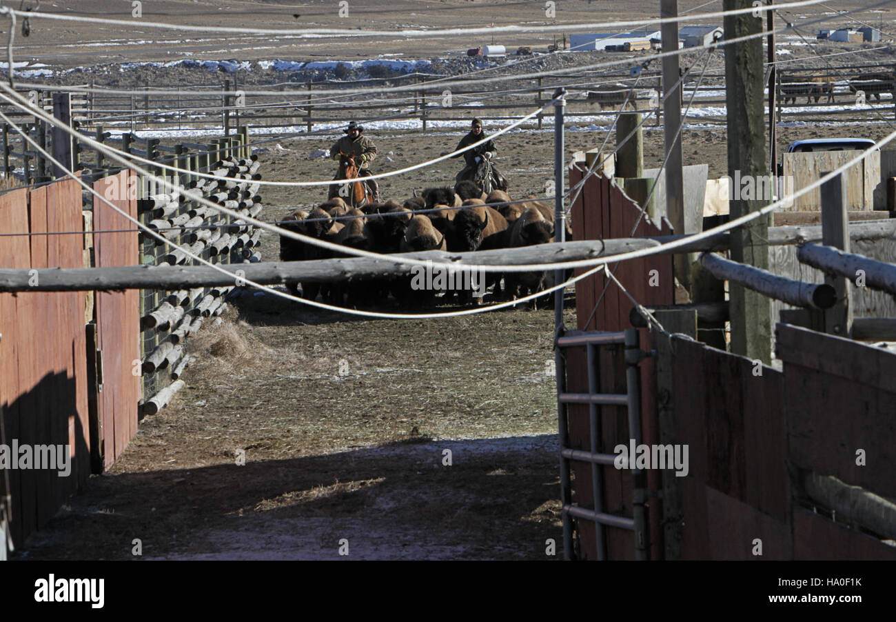 Yellowstone National Park staff work to manage bison populations ...