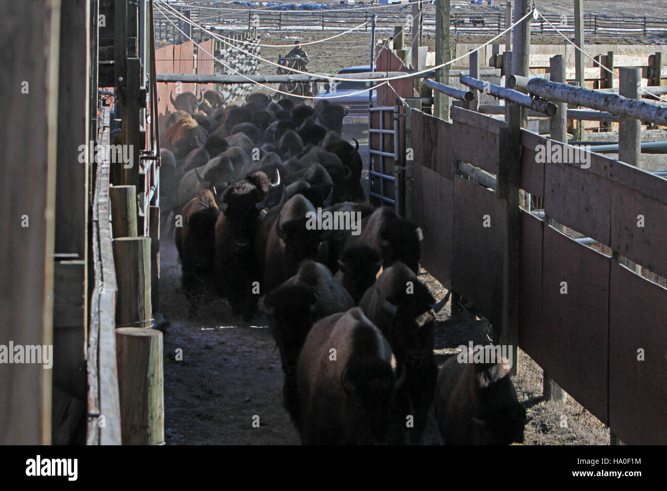Yellowstone National Park staff manage the movement of bison in ...