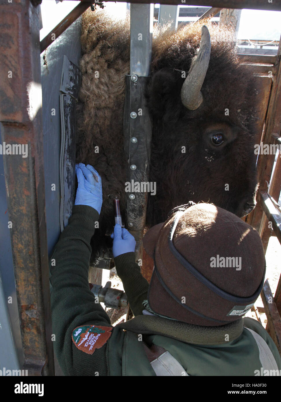 Researchers at Yellowstone National Park draw blood from bison in the ...