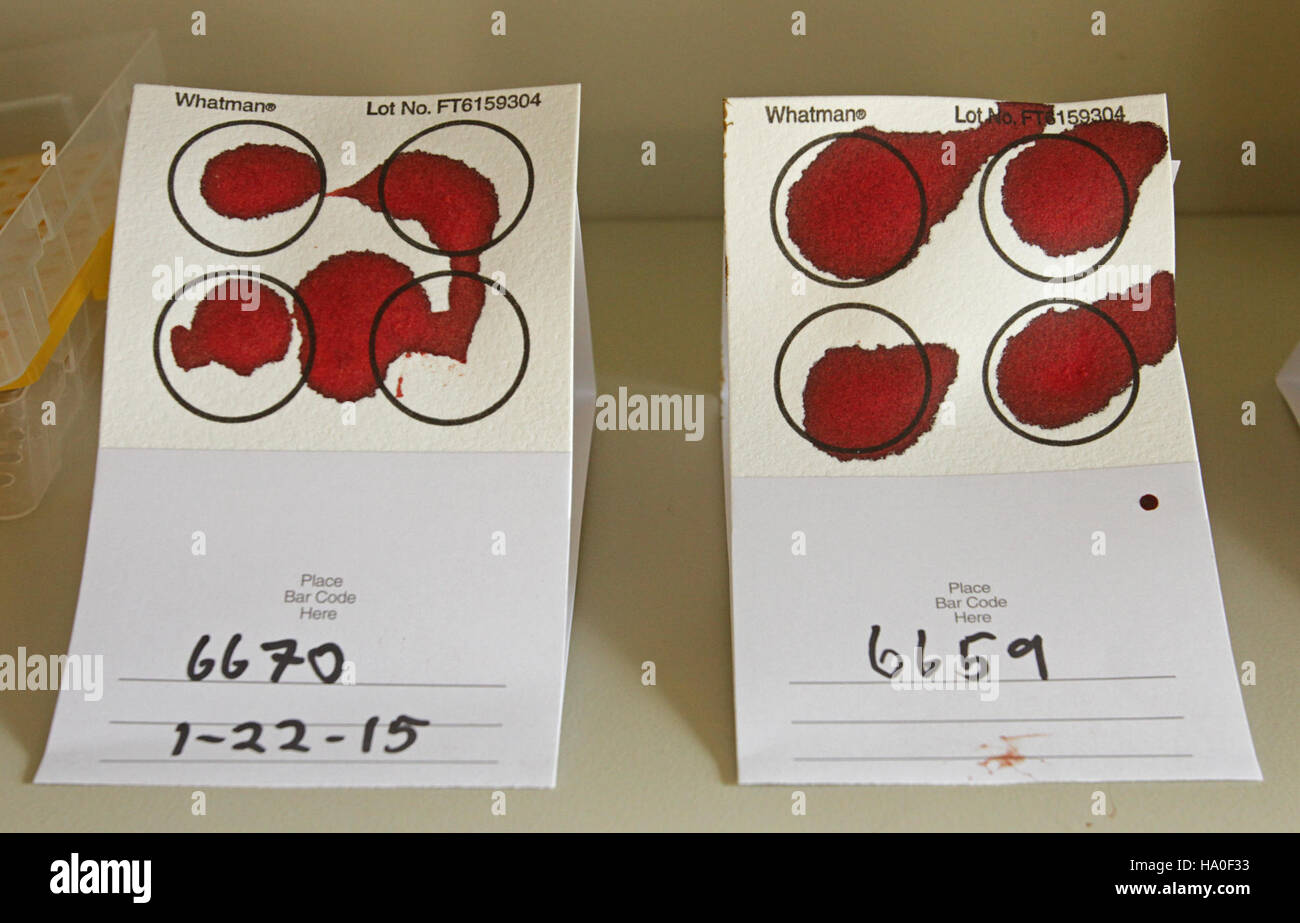 Bison bloodstain cards are used in Yellowstone National Park to ...