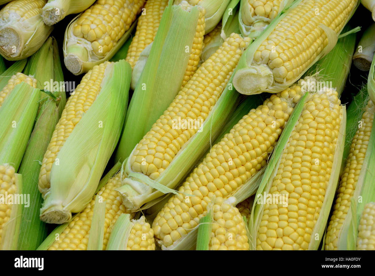 sweet corn fresh from the field into the kitchen Stock Photo - Alamy