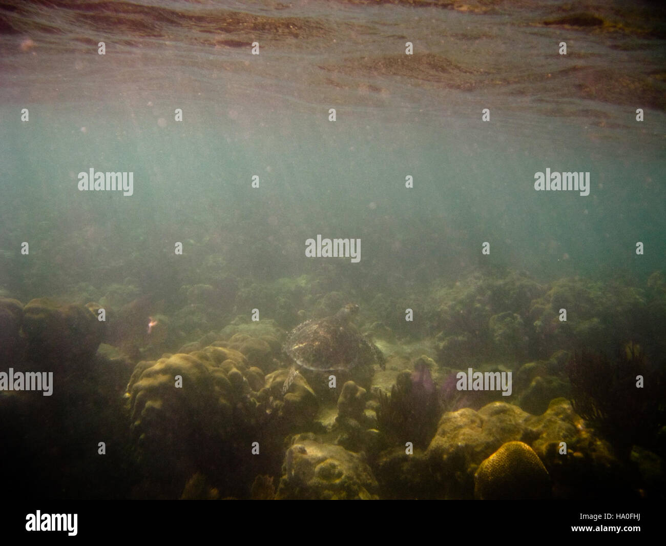 Vibrant coral reefs support hi-res stock photography and images - Alamy