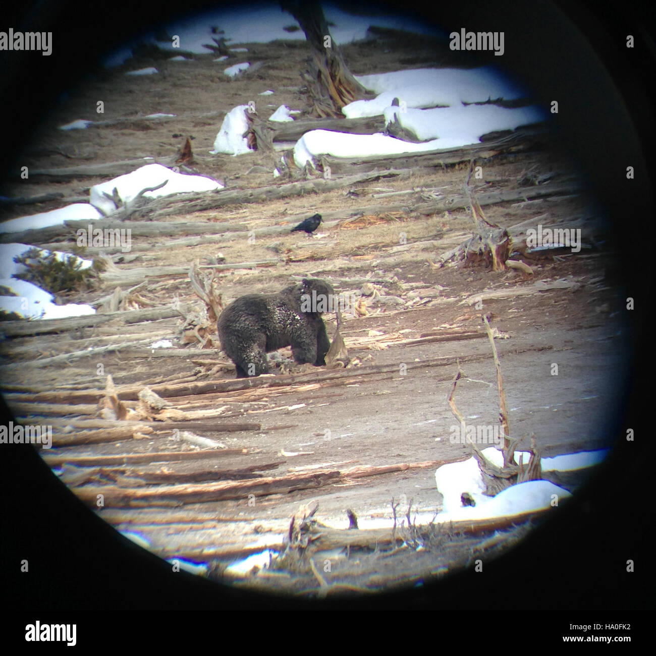 A grizzly bear sighting through a spotting scope in Yellowstone ...