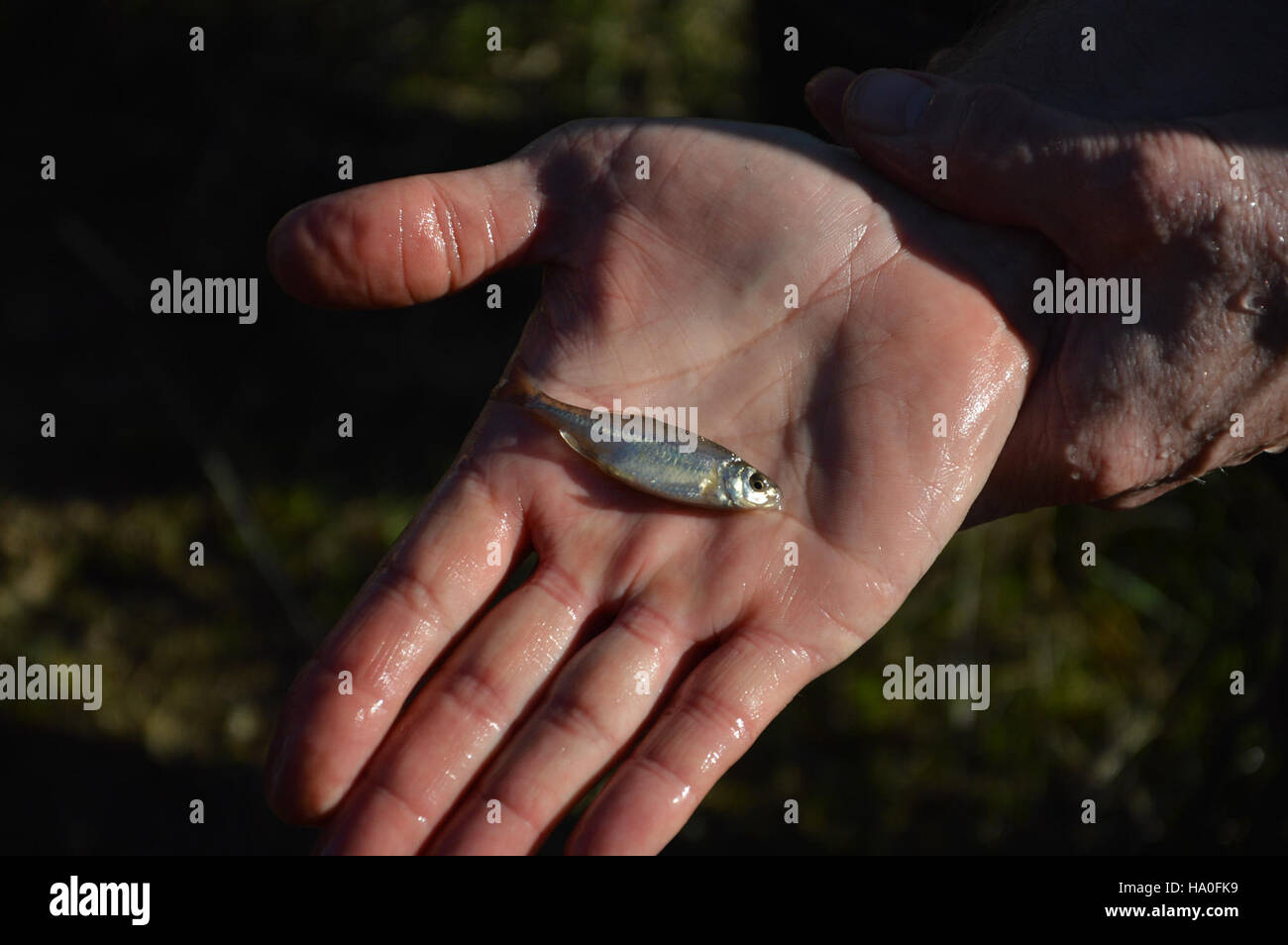 The Oregon Chub, a small fish species, is featured in this image as ...