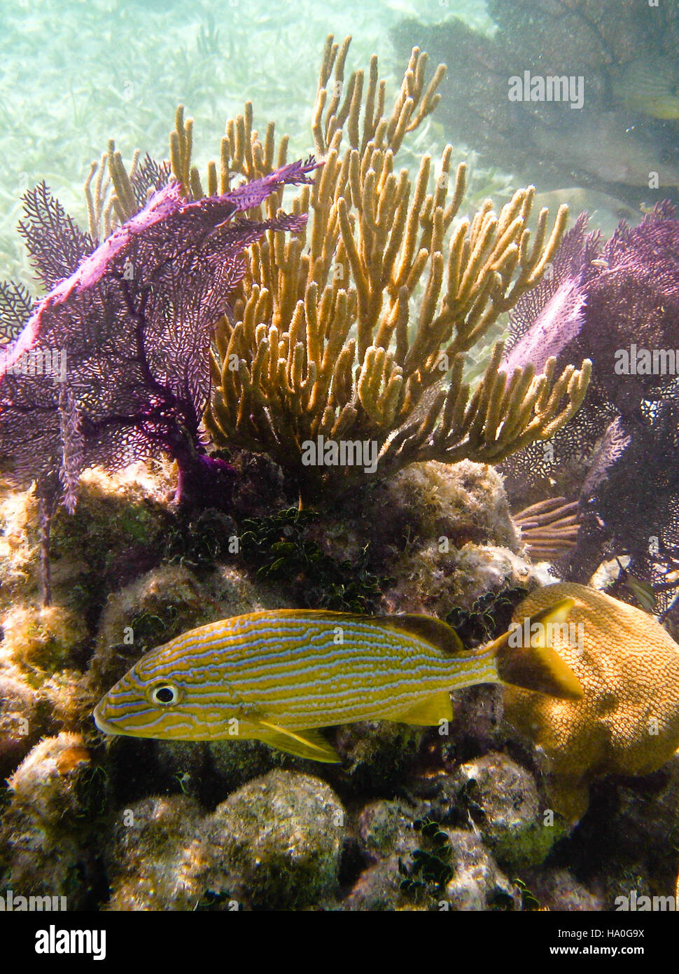 Diving coral reefs florida keys hi-res stock photography and images - Alamy