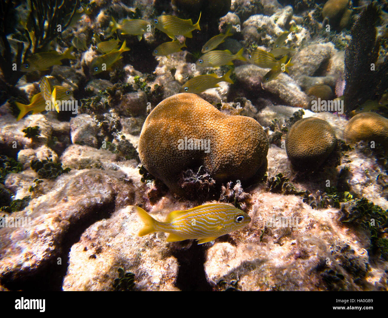 Dry Tortugas National Park is home to diverse marine life. This ...