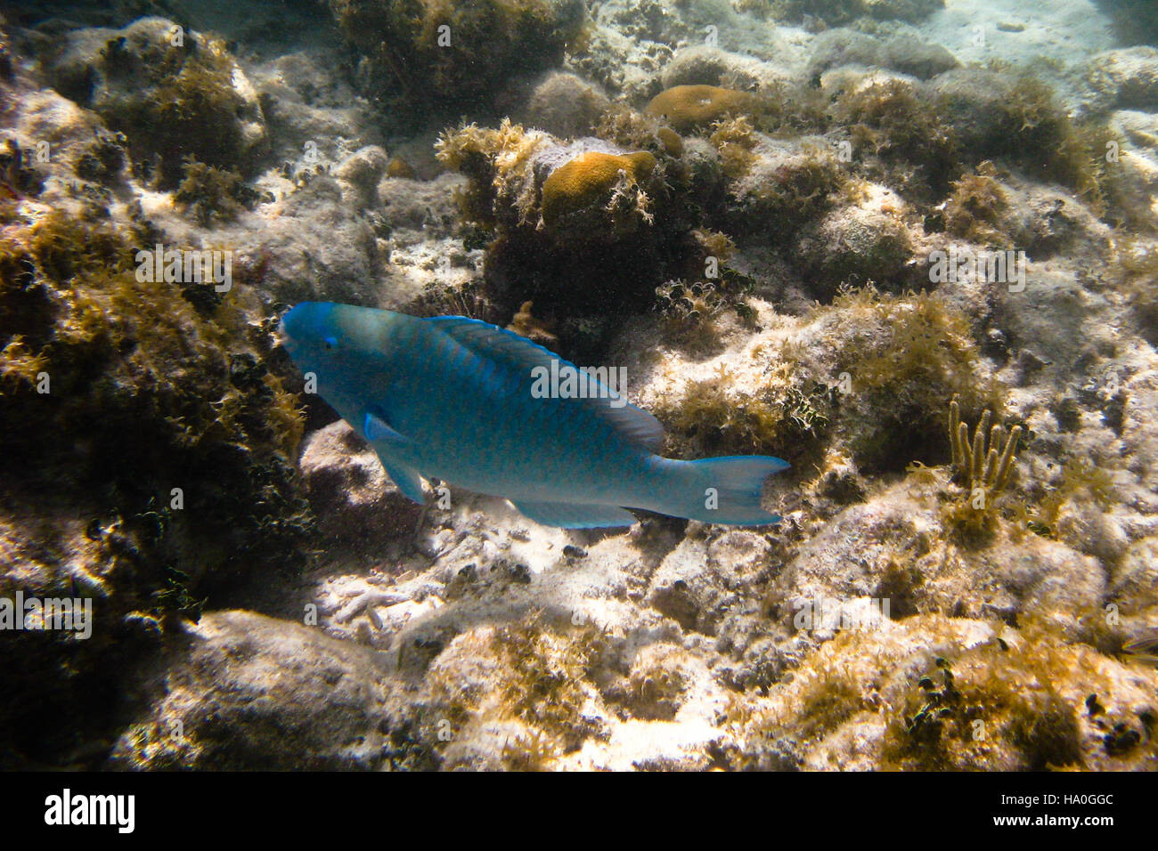 drytortugasnps 6021863669 Beautiful Parrot Fish Stock Photo - Alamy