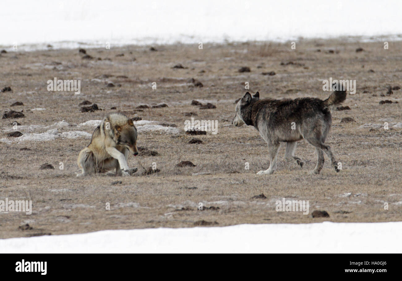 Alpha male wolf (712) of the Canyon Pack approaches a subordinate in ...