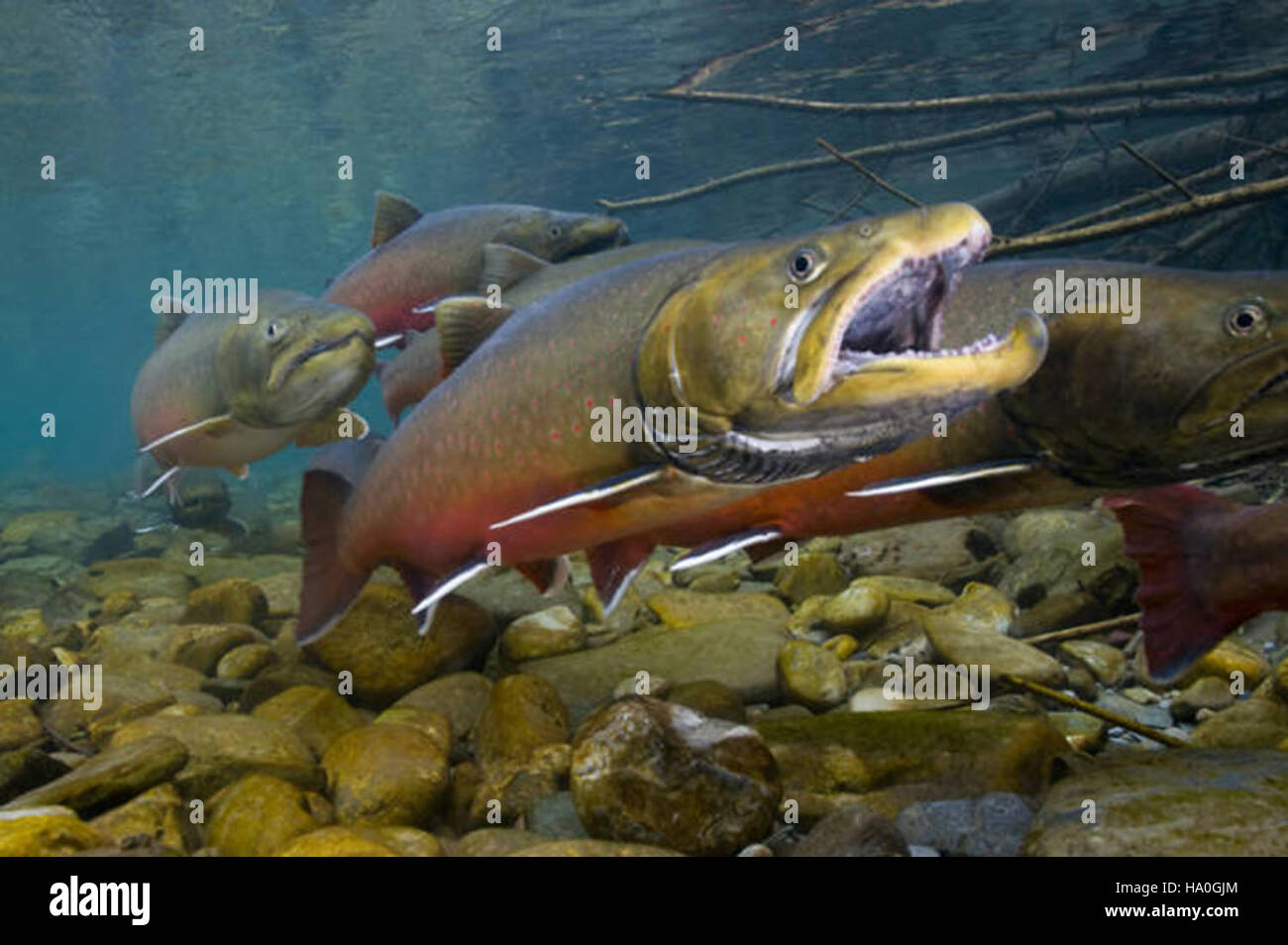 Bull trout are an important species in freshwater ecosystems, and this ...