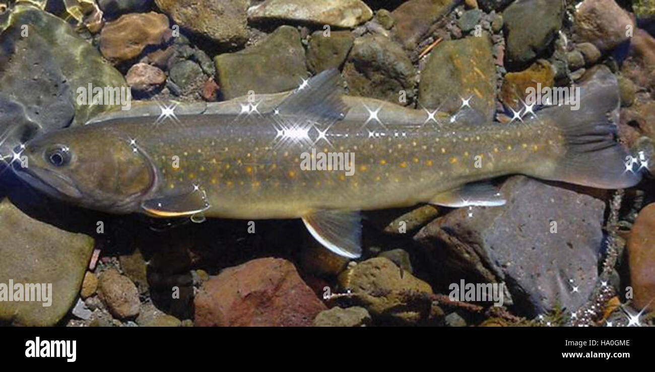 Bull trout, a species of fish, are shown in their natural habitat ...