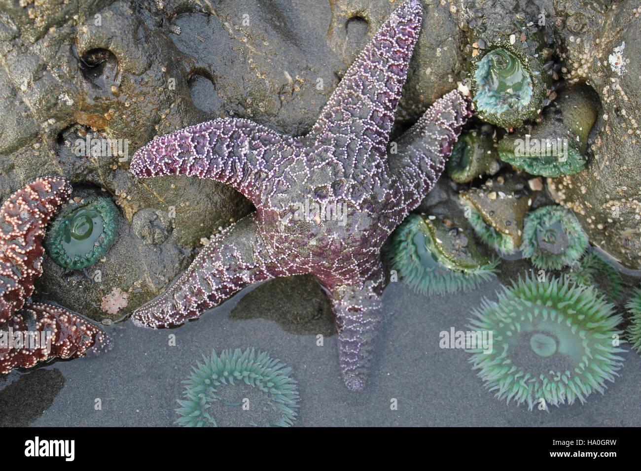 Starfish in tide pools along hi-res stock photography and images - Alamy