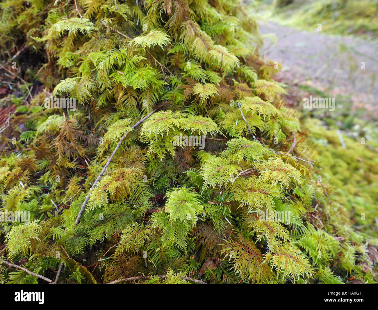 Stair Step Moss Stock Photos & Stair Step Moss Stock Images - Alamy