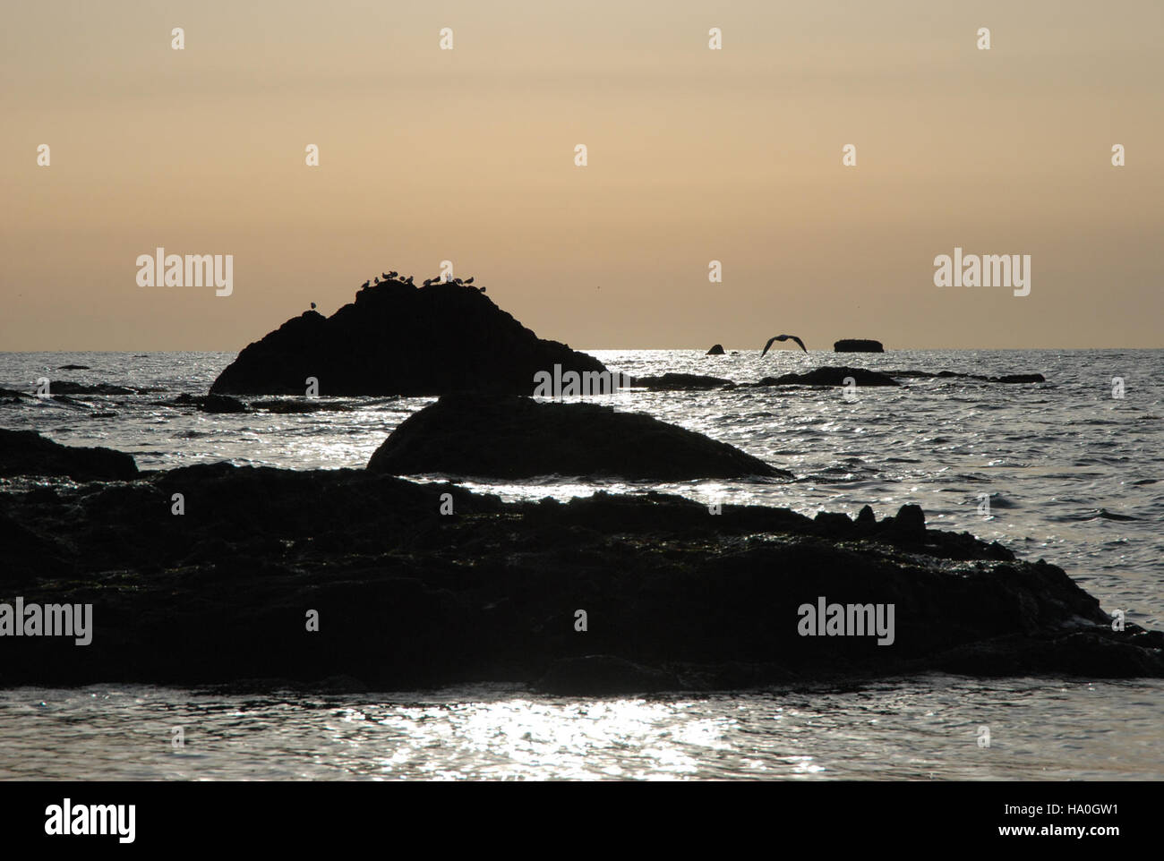 This photo captures the silhouette of seabirds on the rocks at Ruby ...