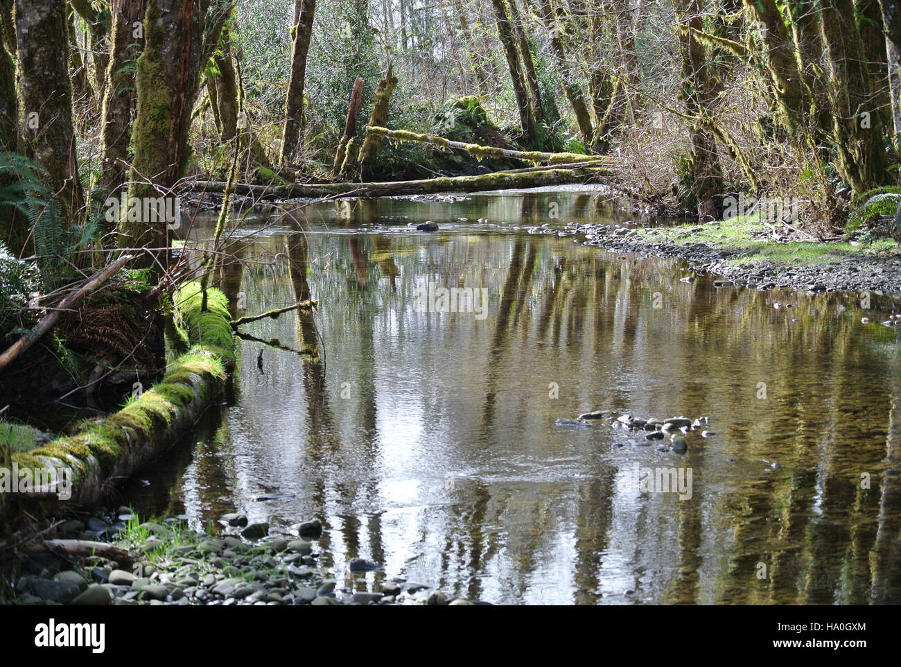 The calm stream in the Quinault Rainforest within Olympic National Park ...