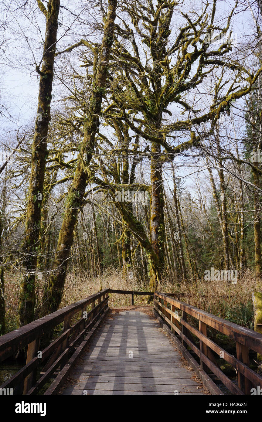 The boardwalk ramp at Maple Glades Trail in the Quinault Rain Forest ...