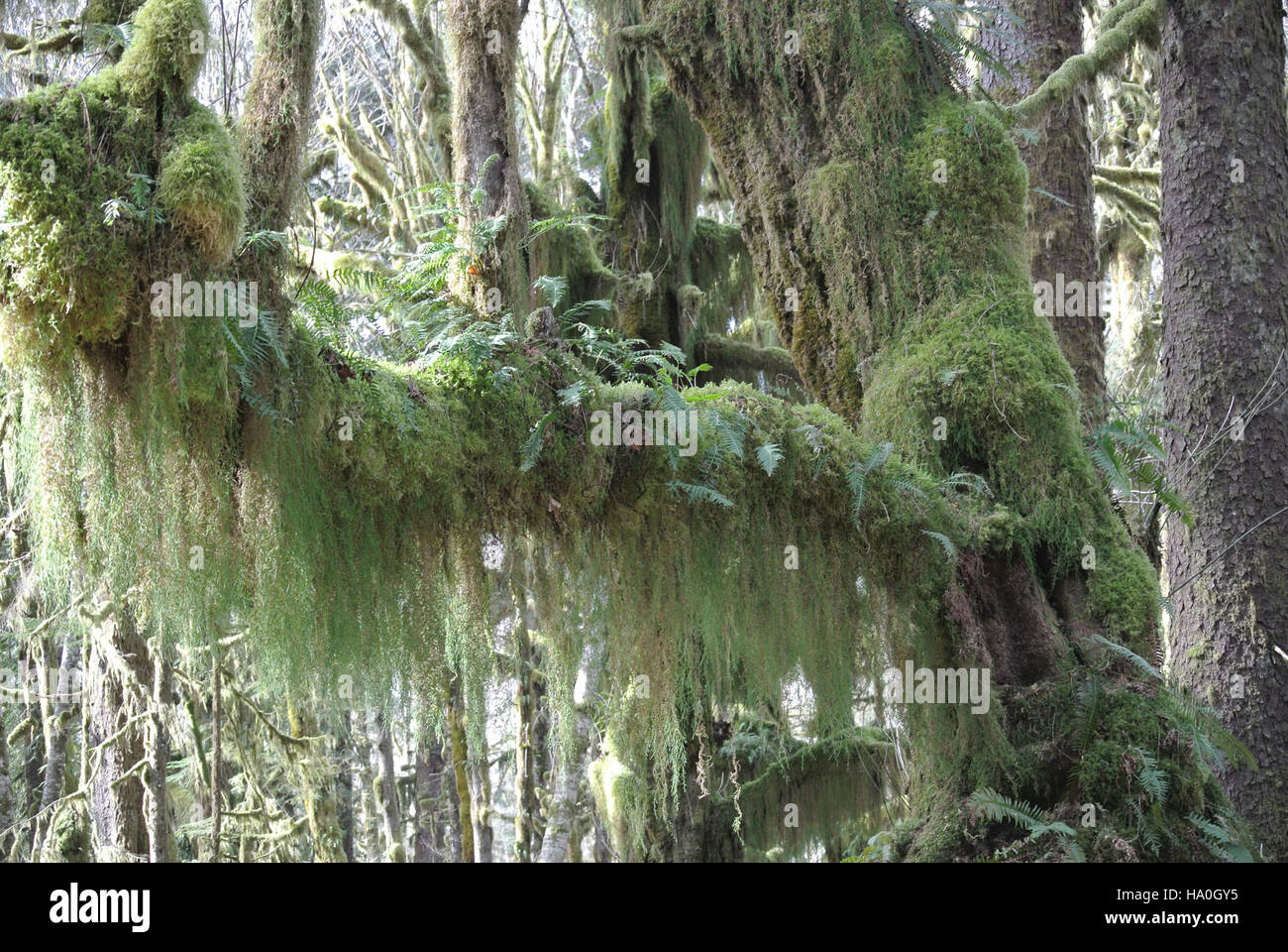 The Quinault Rainforest in Olympic National Park is rich in ...