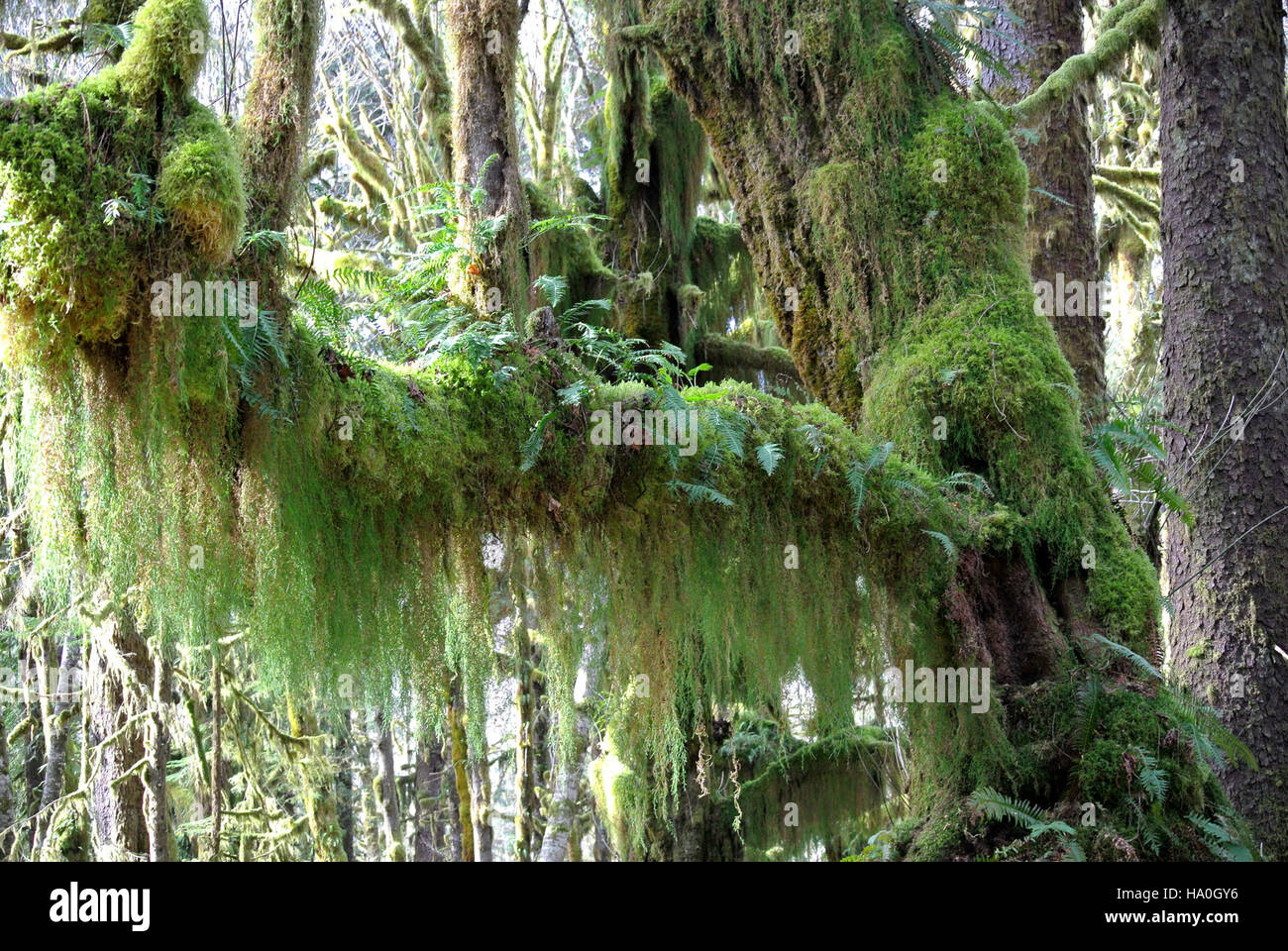 The Quinault Rainforest in Olympic National Park is renowned for its ...
