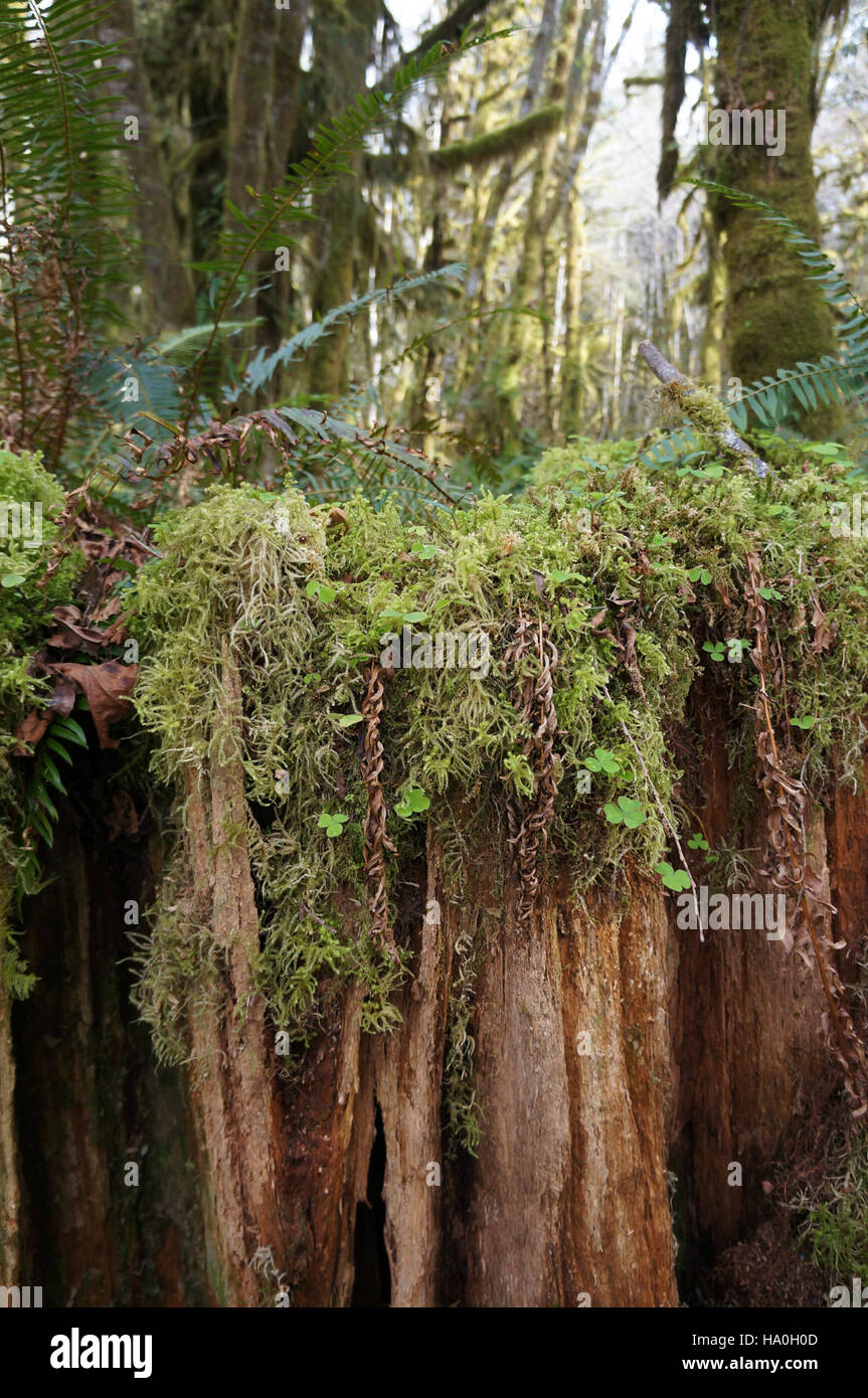 Olympic National Park's Quinault Rainforest is a prime example of ...