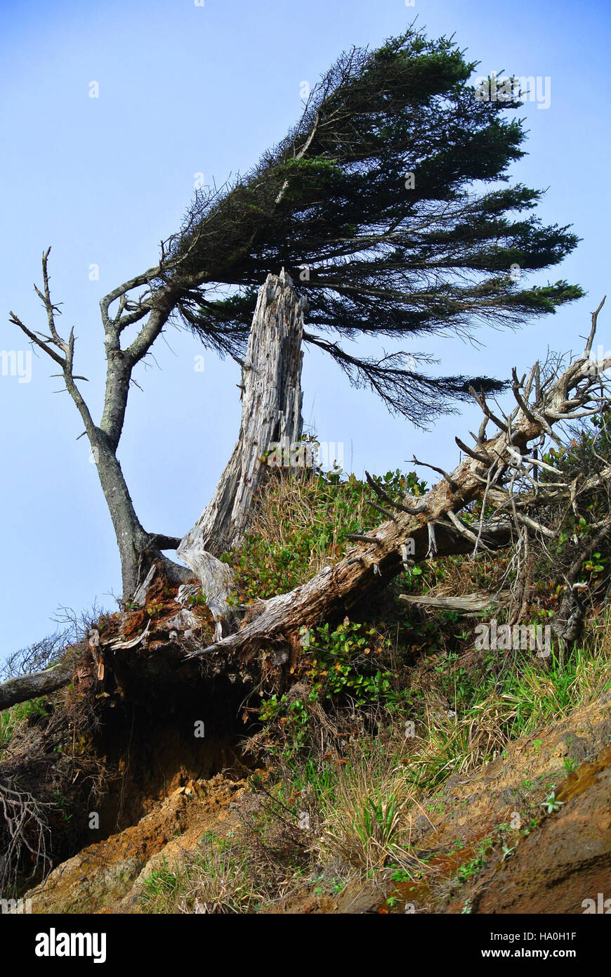 A windblown tree on Kalaloch Beach in Olympic National Park illustrates ...