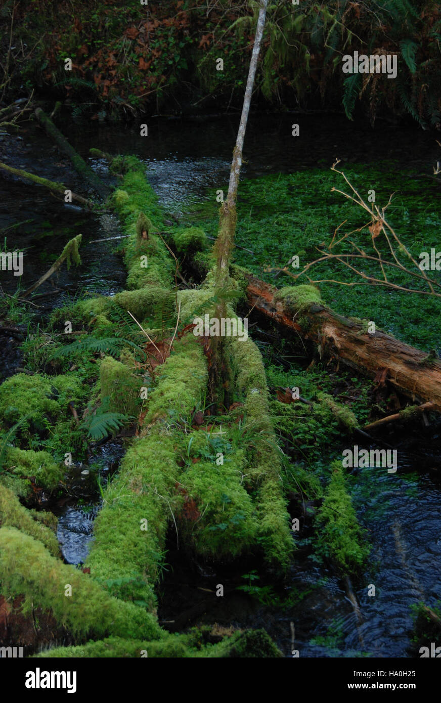 The Hoh Rainforest in Olympic National Park is home to diverse ...