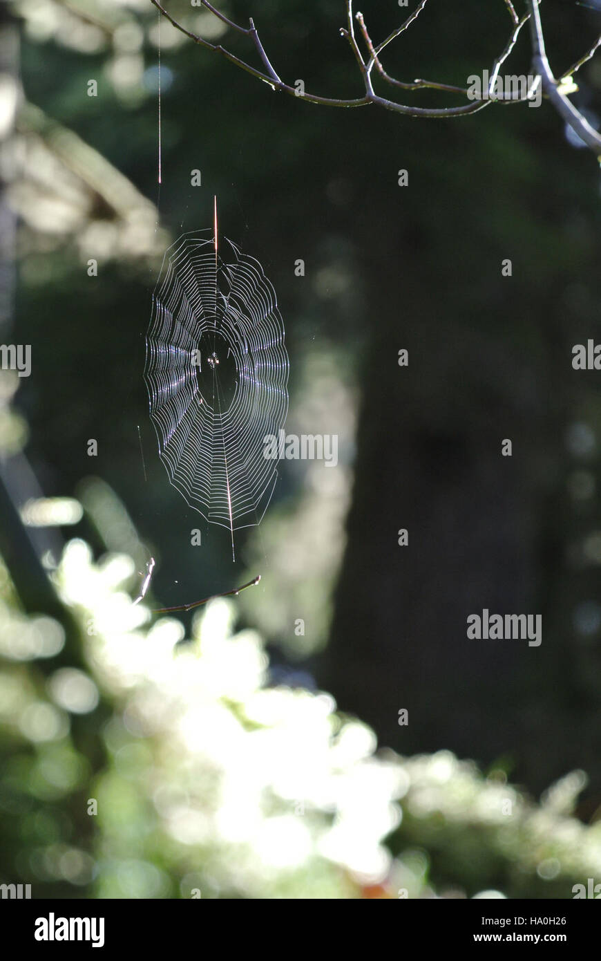 Web building behavior hi-res stock photography and images - Alamy