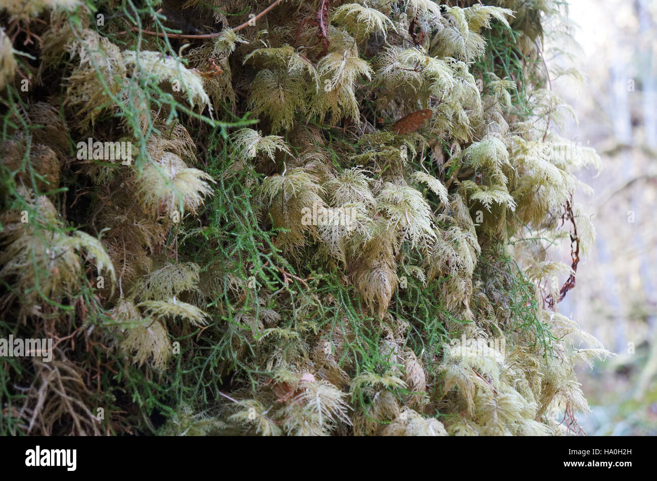 Stair step moss hi-res stock photography and images - Alamy