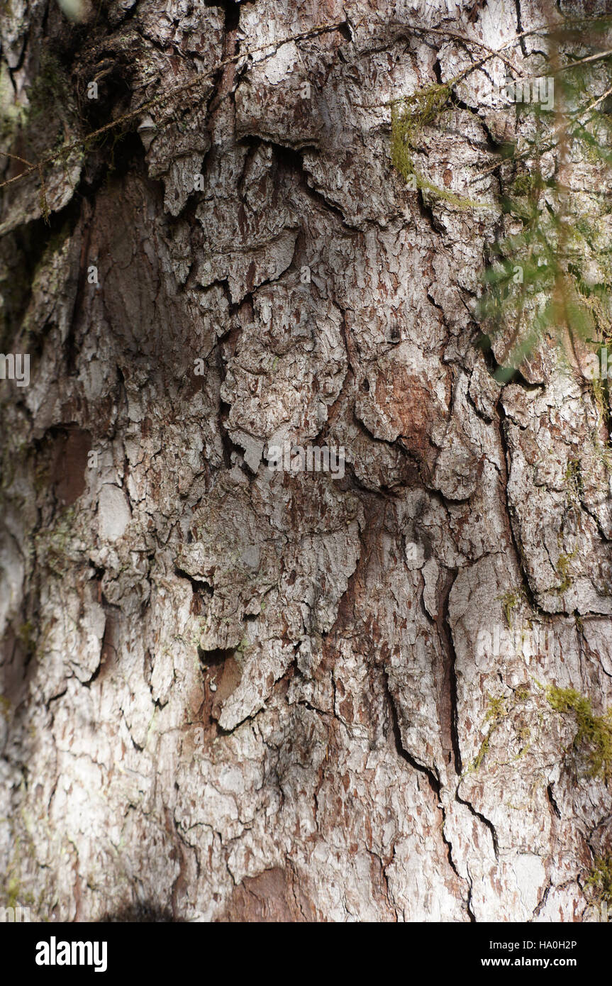 A close-up view of Douglas Fir bark in the Hoh Rainforest of Olympic ...