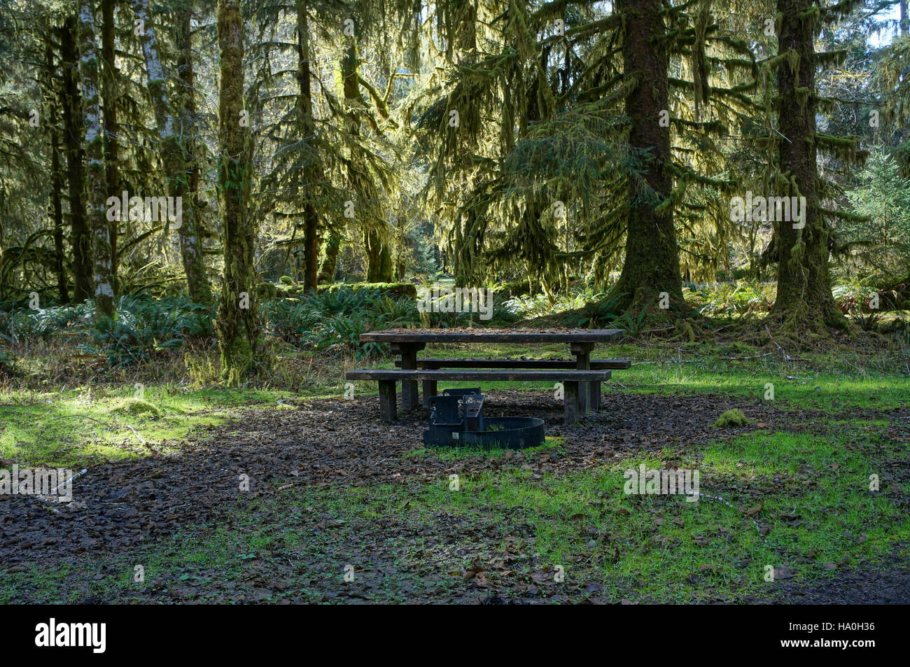 Hoh campground hi-res stock photography and images - Alamy