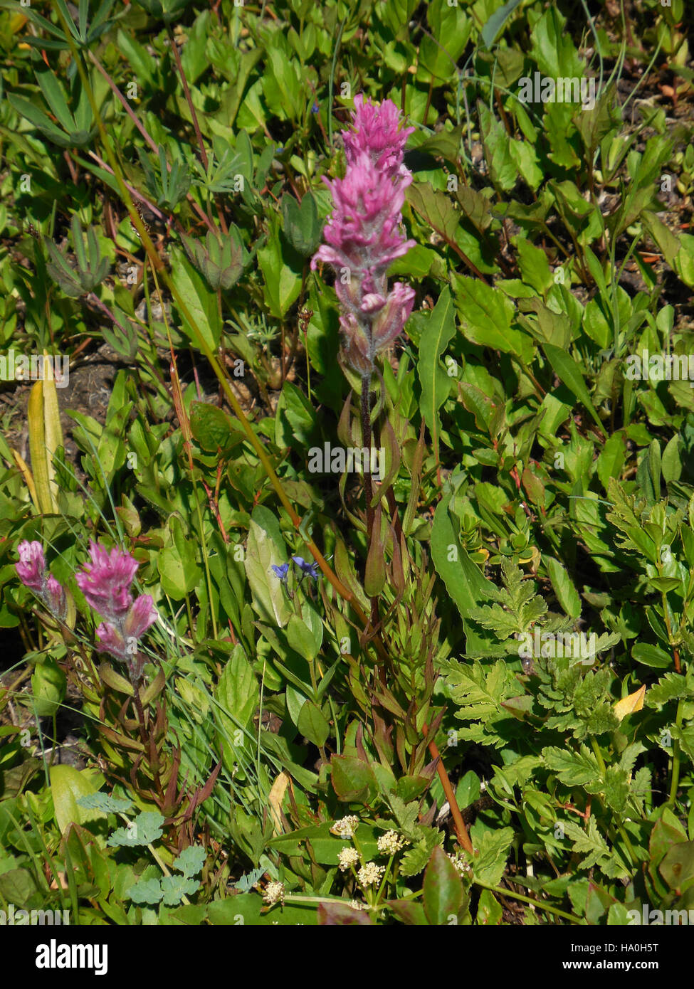 This image captures a wild owl in a pink clover field at Hurricane ...