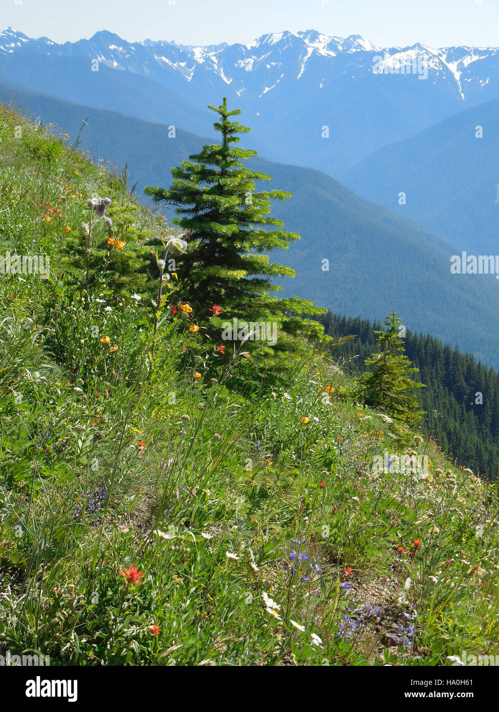 olympicnps 17297573076 alpine wildflowers flower meadow hurricane ridge ...