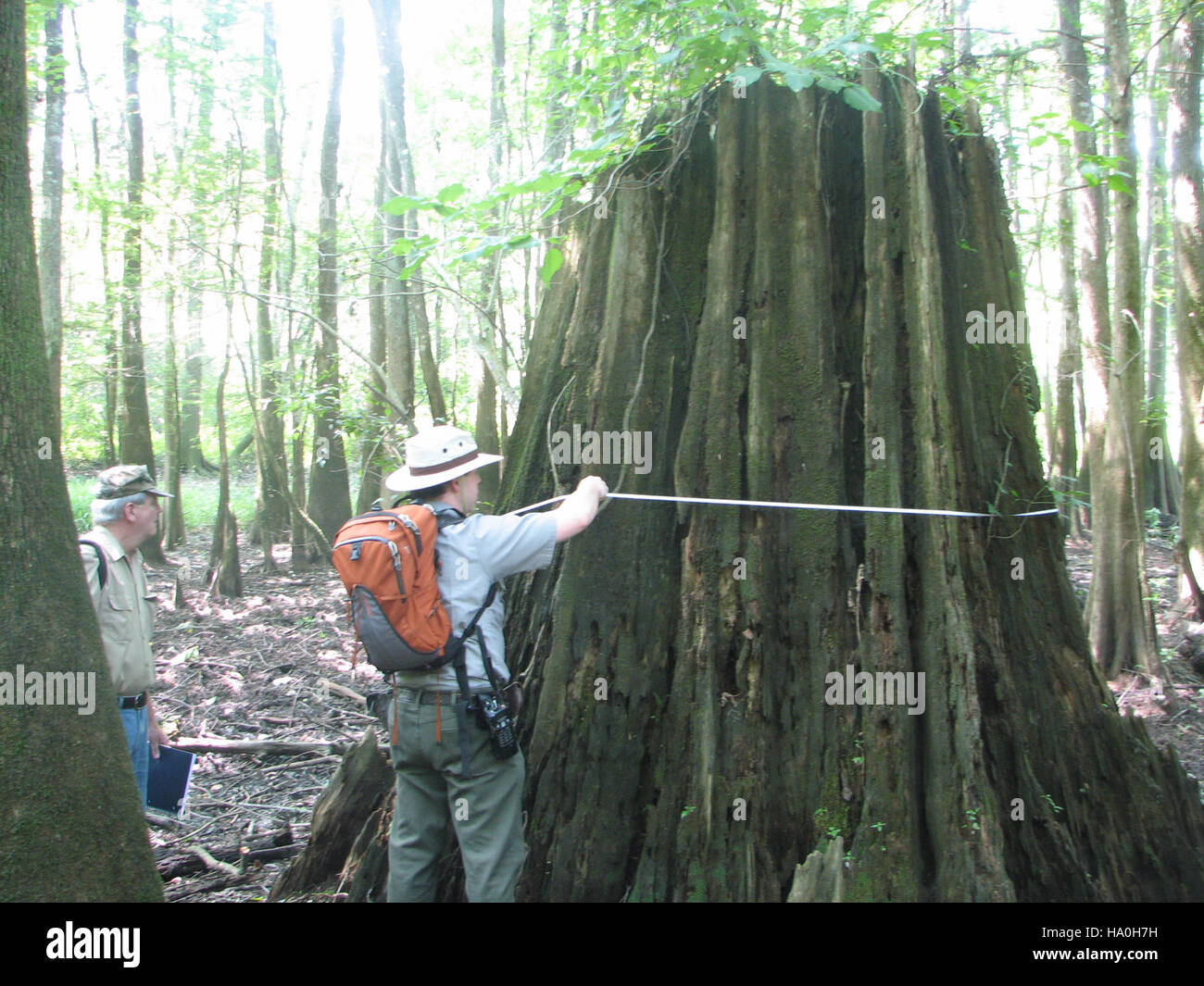A scene from Congaree National Park, showcasing the park's rich ...