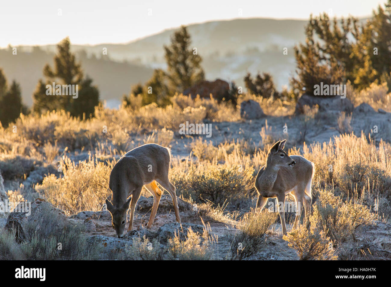 White tailed deer yellowstone hi-res stock photography and images - Alamy