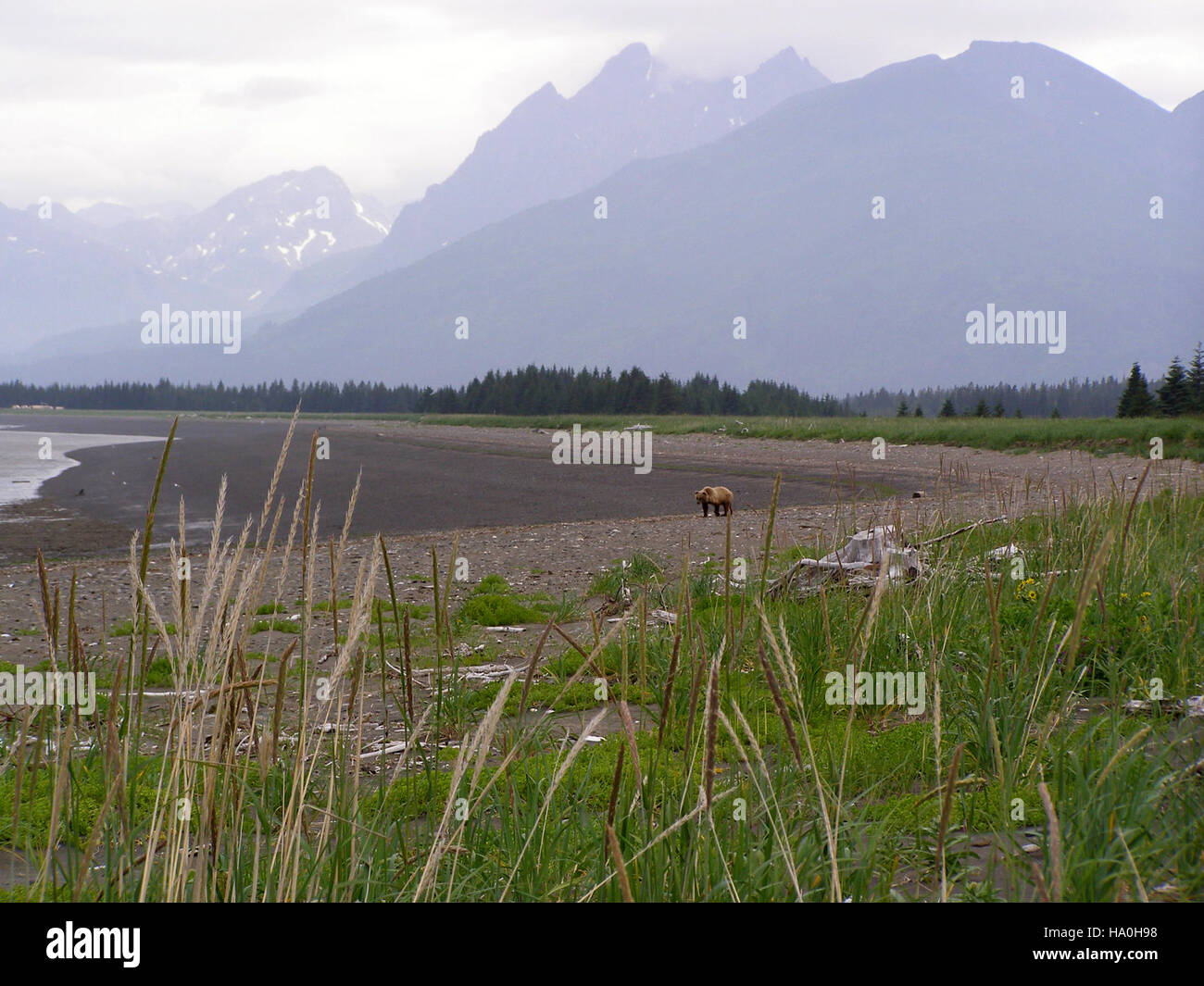 A Coastal Brown Bear walks along the beach at Lake Clark National Park ...