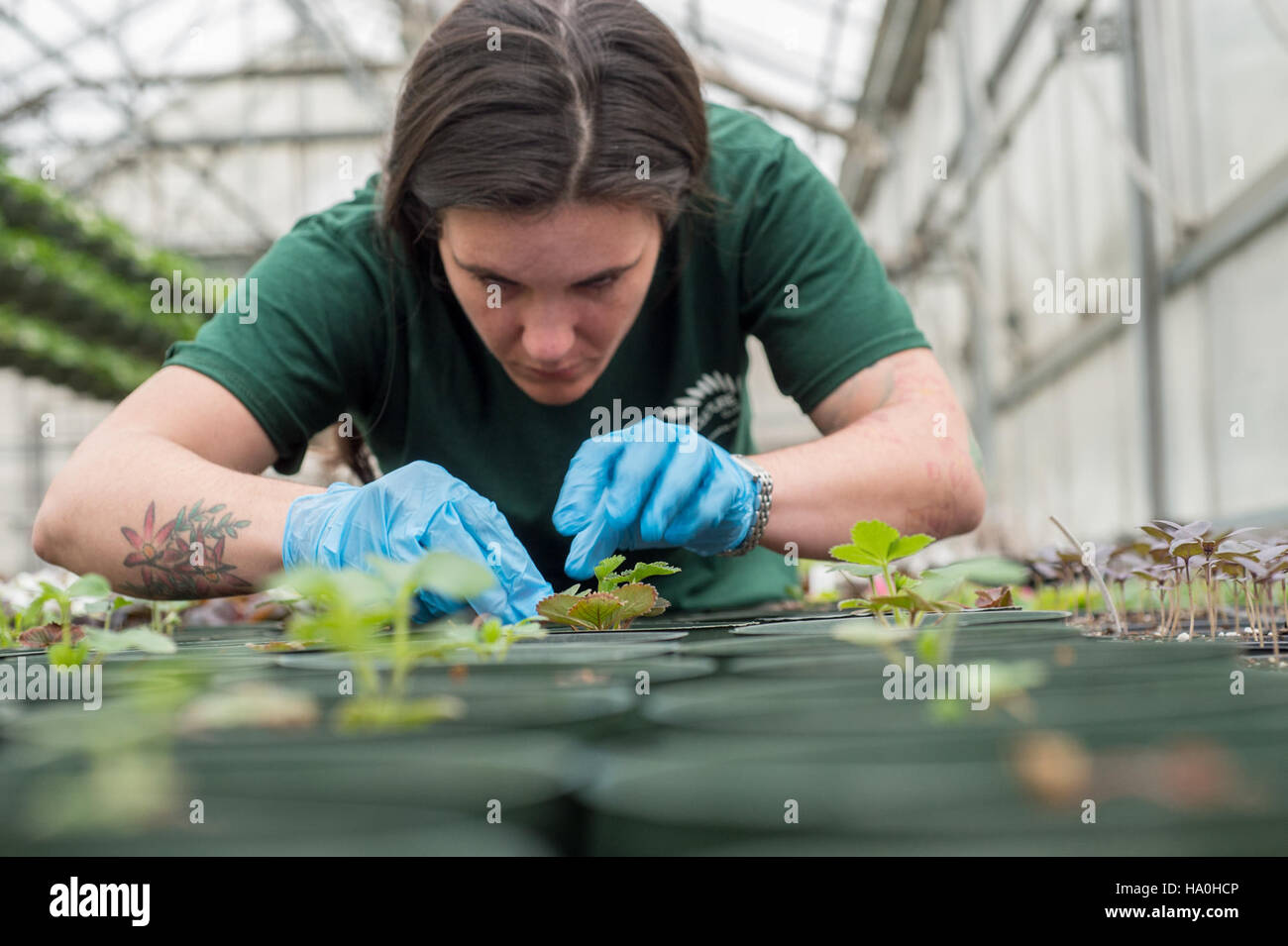 The USDA’s Supplemental Nutrition Assistance Program (SNAP), part of ...