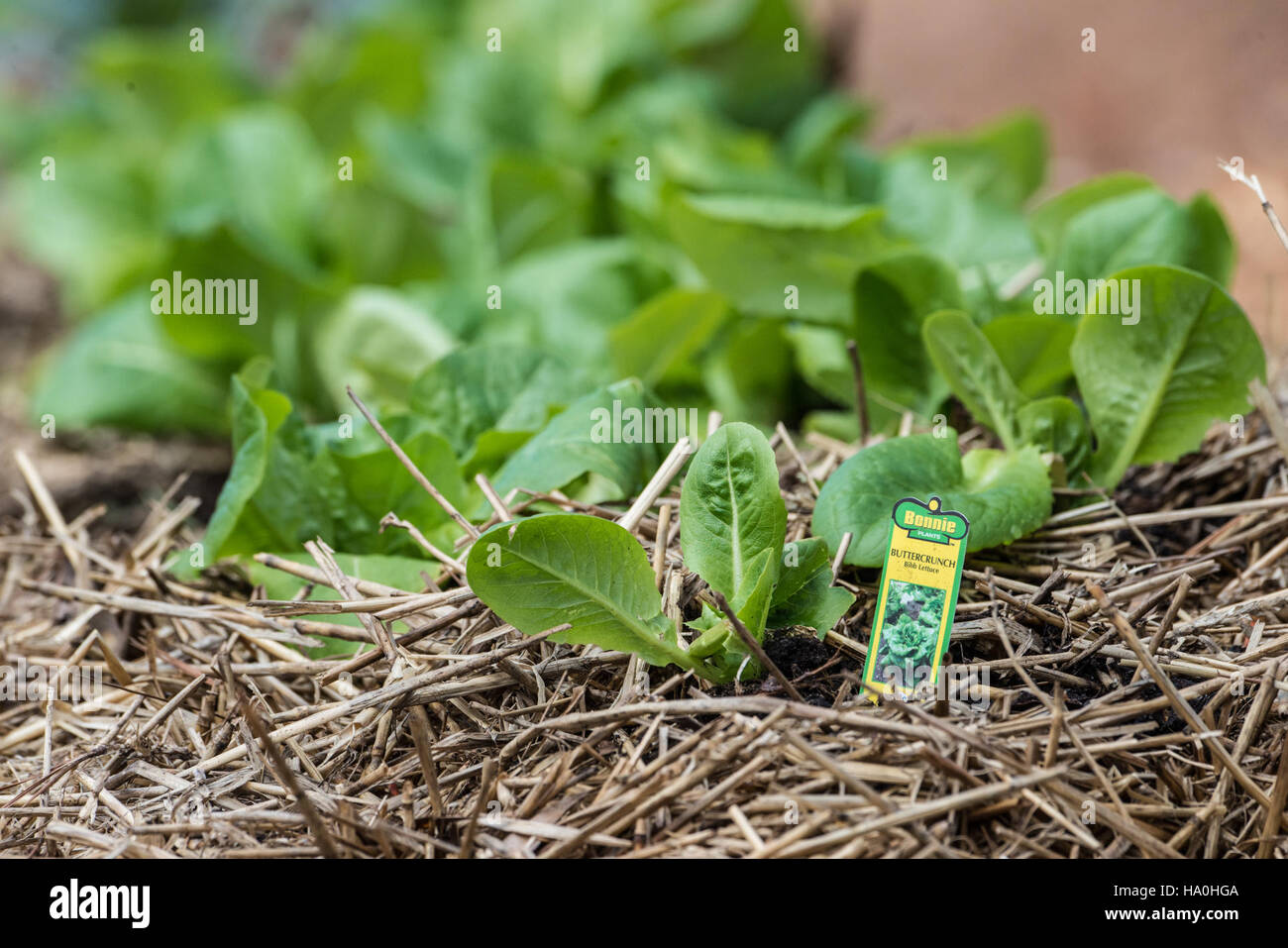 The USDA's initiatives, including the Supplemental Nutrition Assistance ...