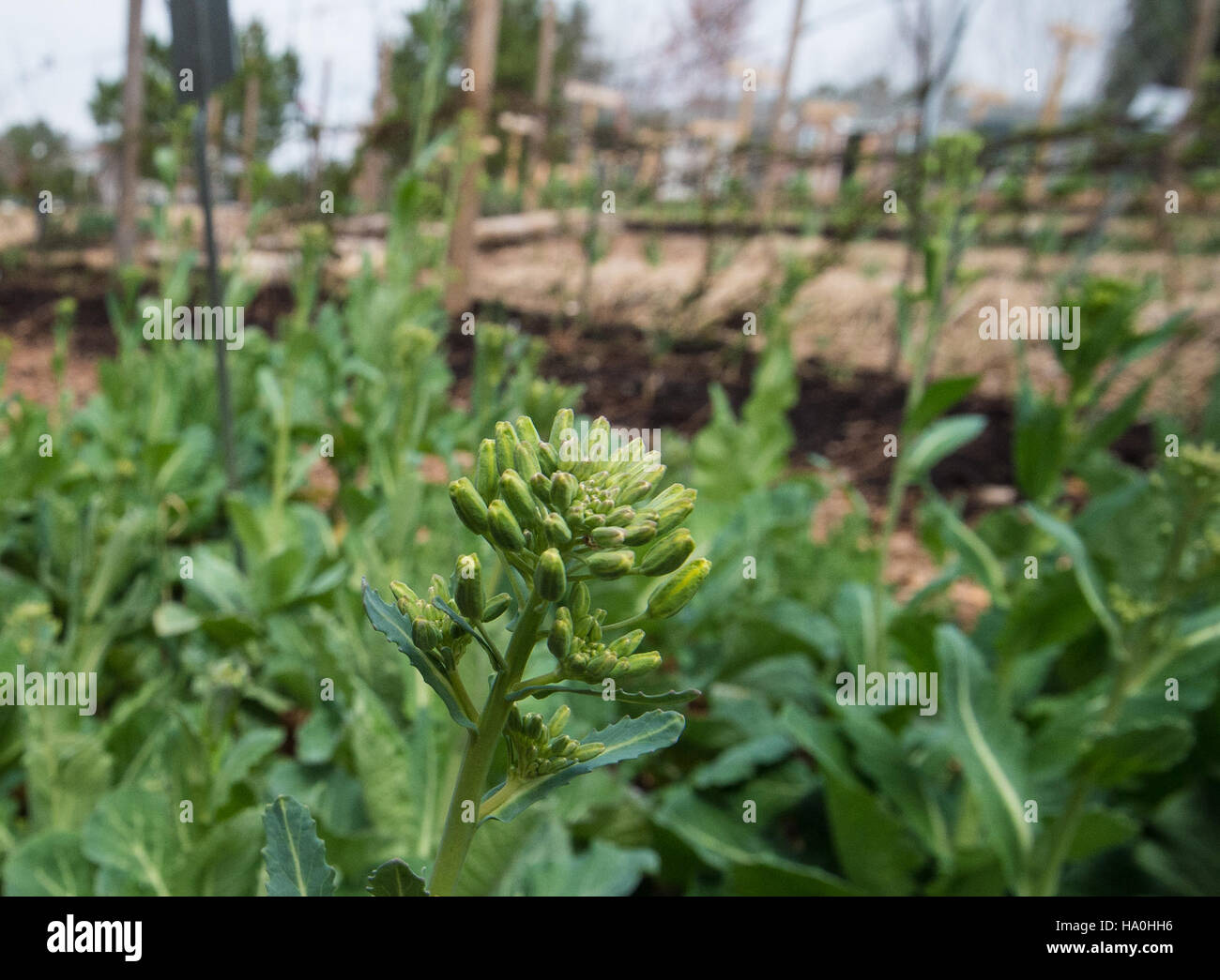 The USDA’s initiatives, including the Supplemental Nutrition Assistance ...