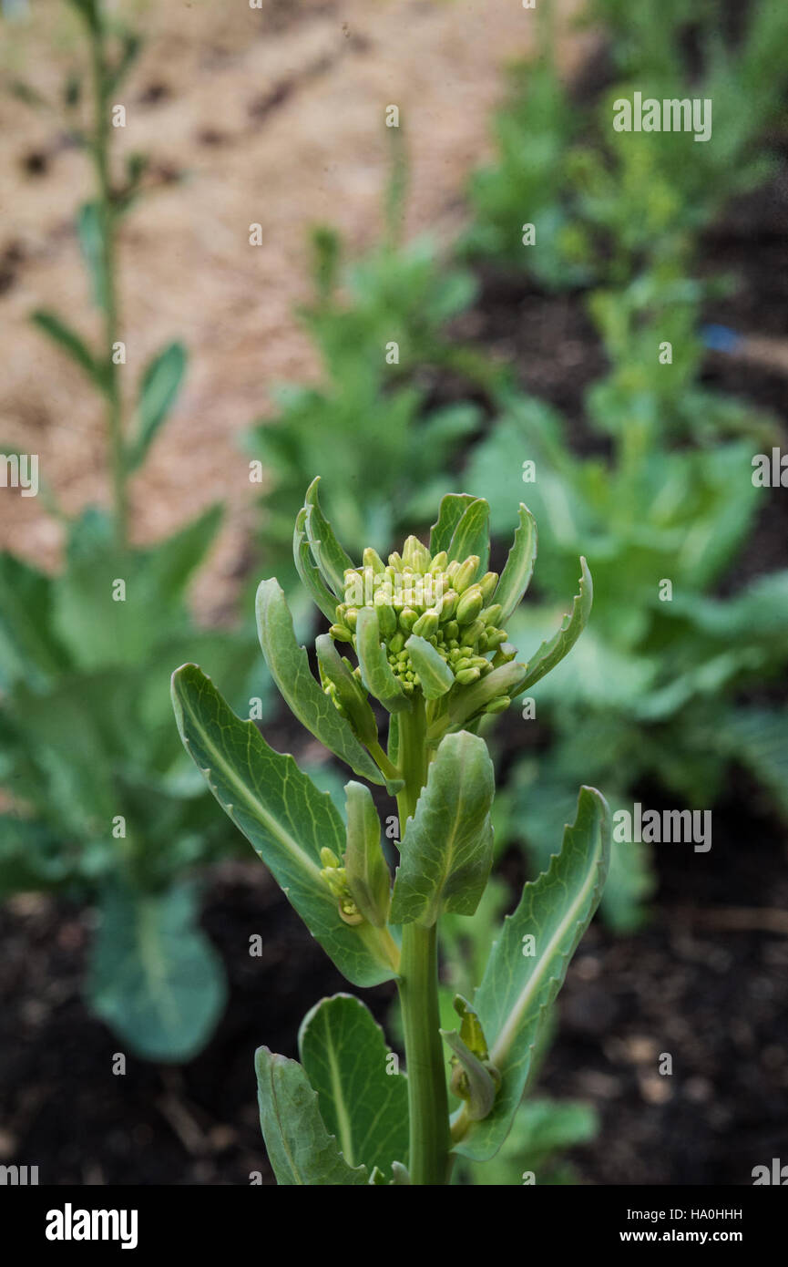 The USDA’s initiatives, including the Farm Bill, support programs like ...