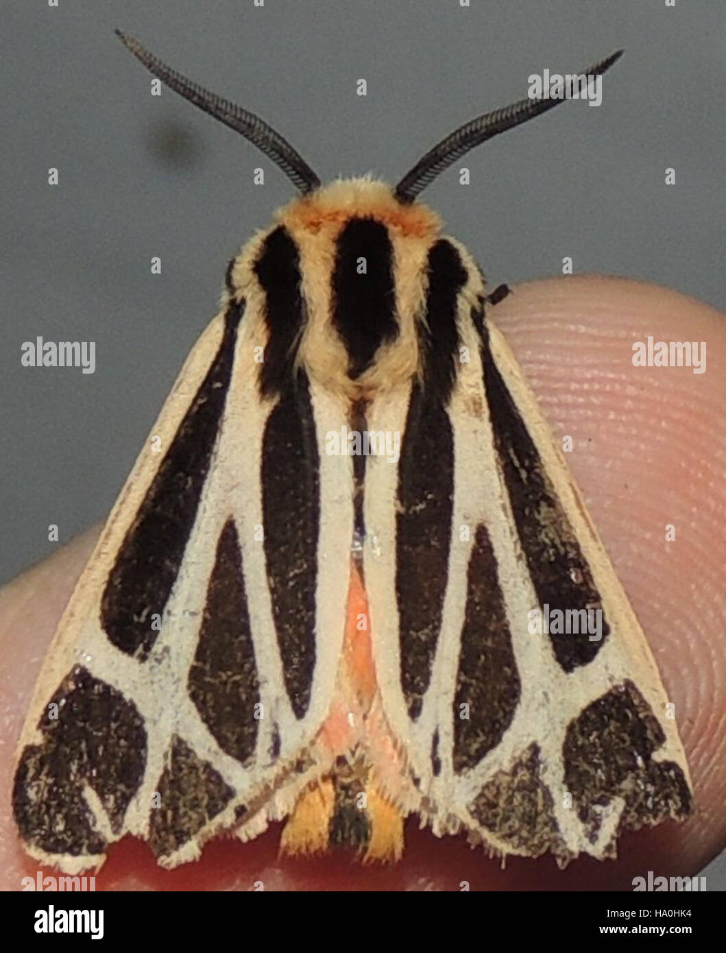 This image shows a Harnessed Tiger Moth in Cape Hatteras National ...